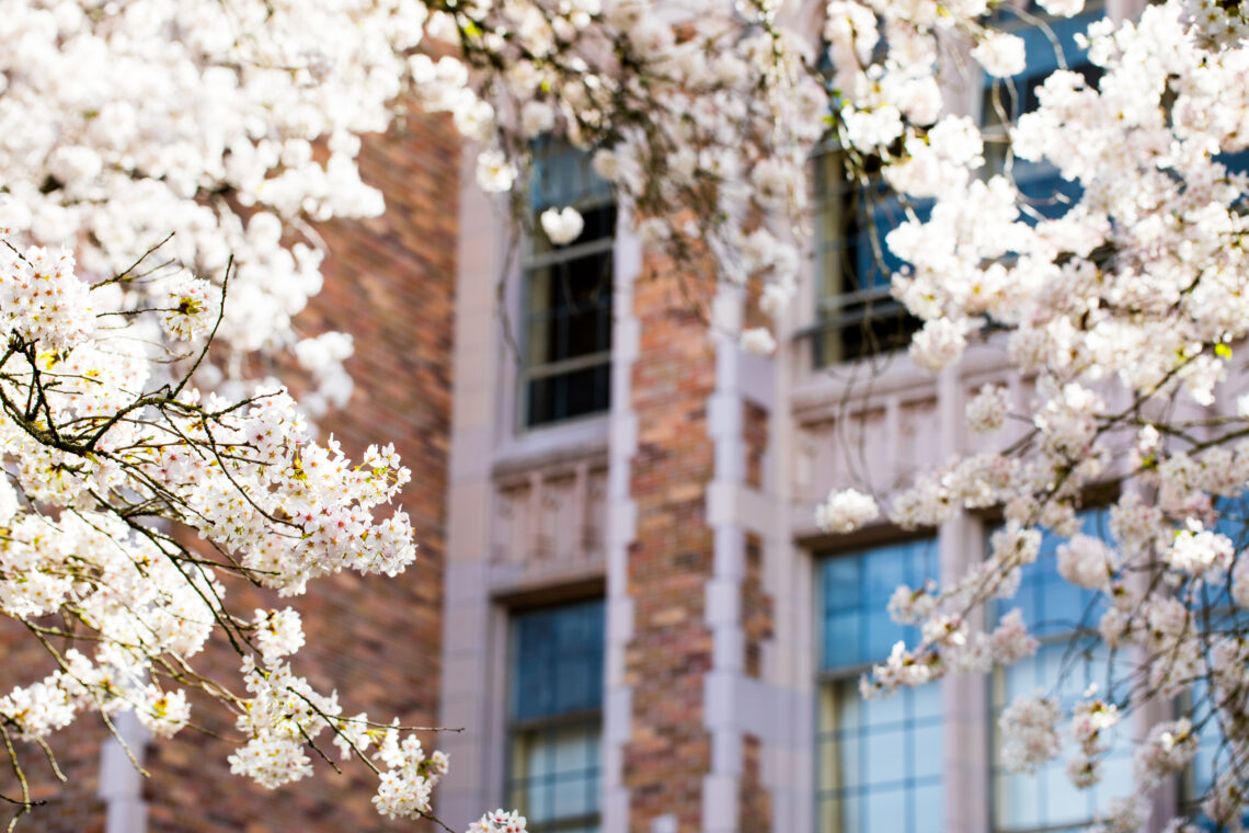 2019 University of Washington Cherry Blossoms – Intranet